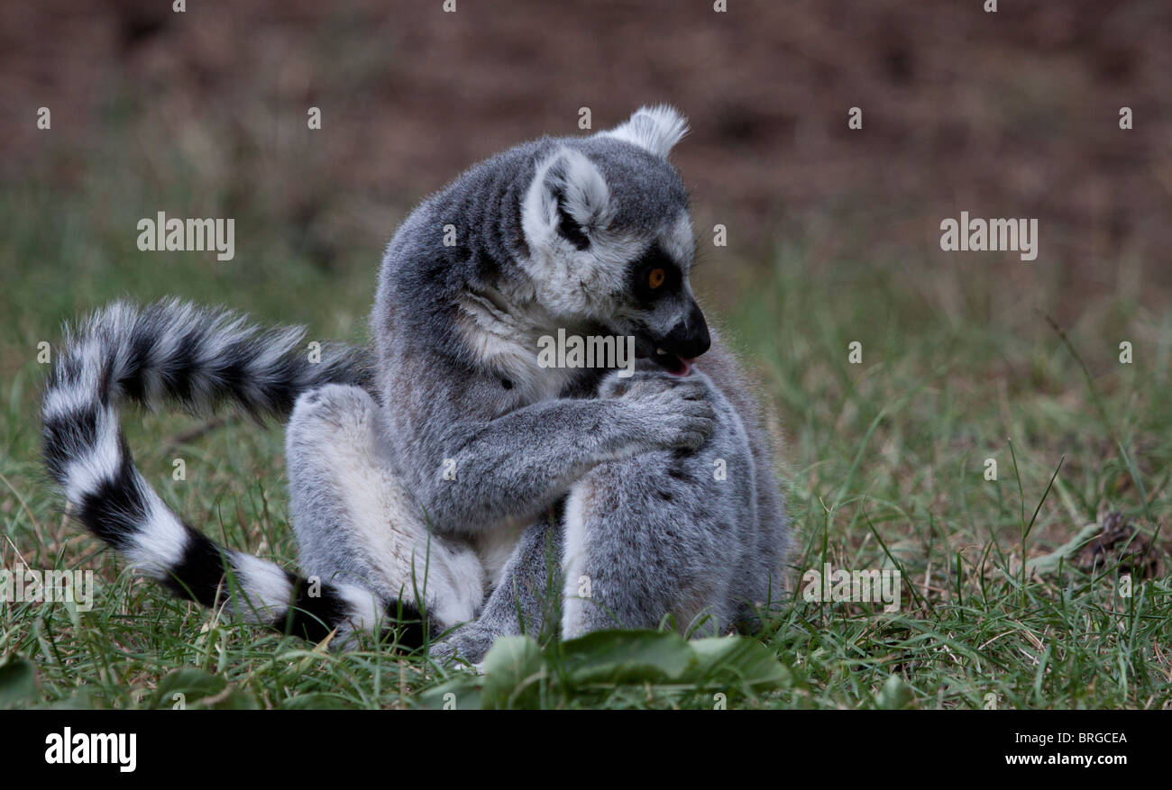 Ring Tailed Lemur Stock Photo - Alamy