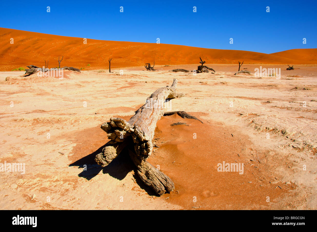 Petrified Acacia tree trunk in Dead Vlei, Sossusvlei, Namibia Stock ...