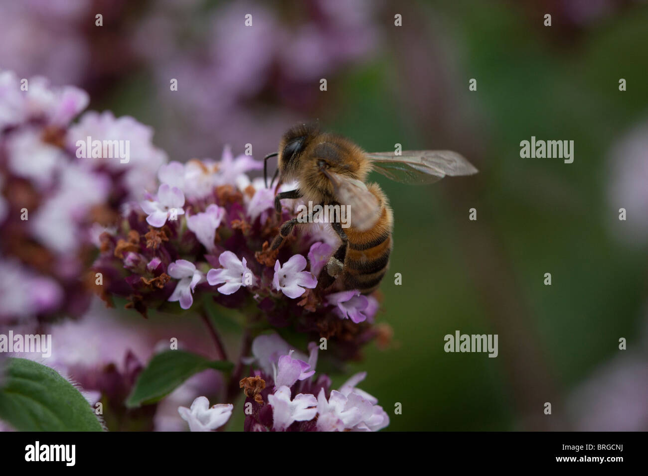 Bee feeding on nectar Stock Photo - Alamy