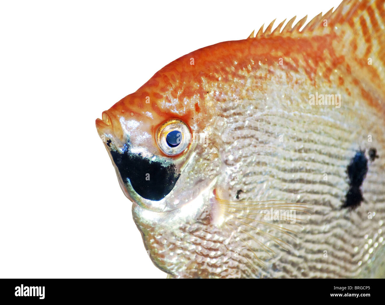 Angel fish hi-res stock photography and images - Alamy
