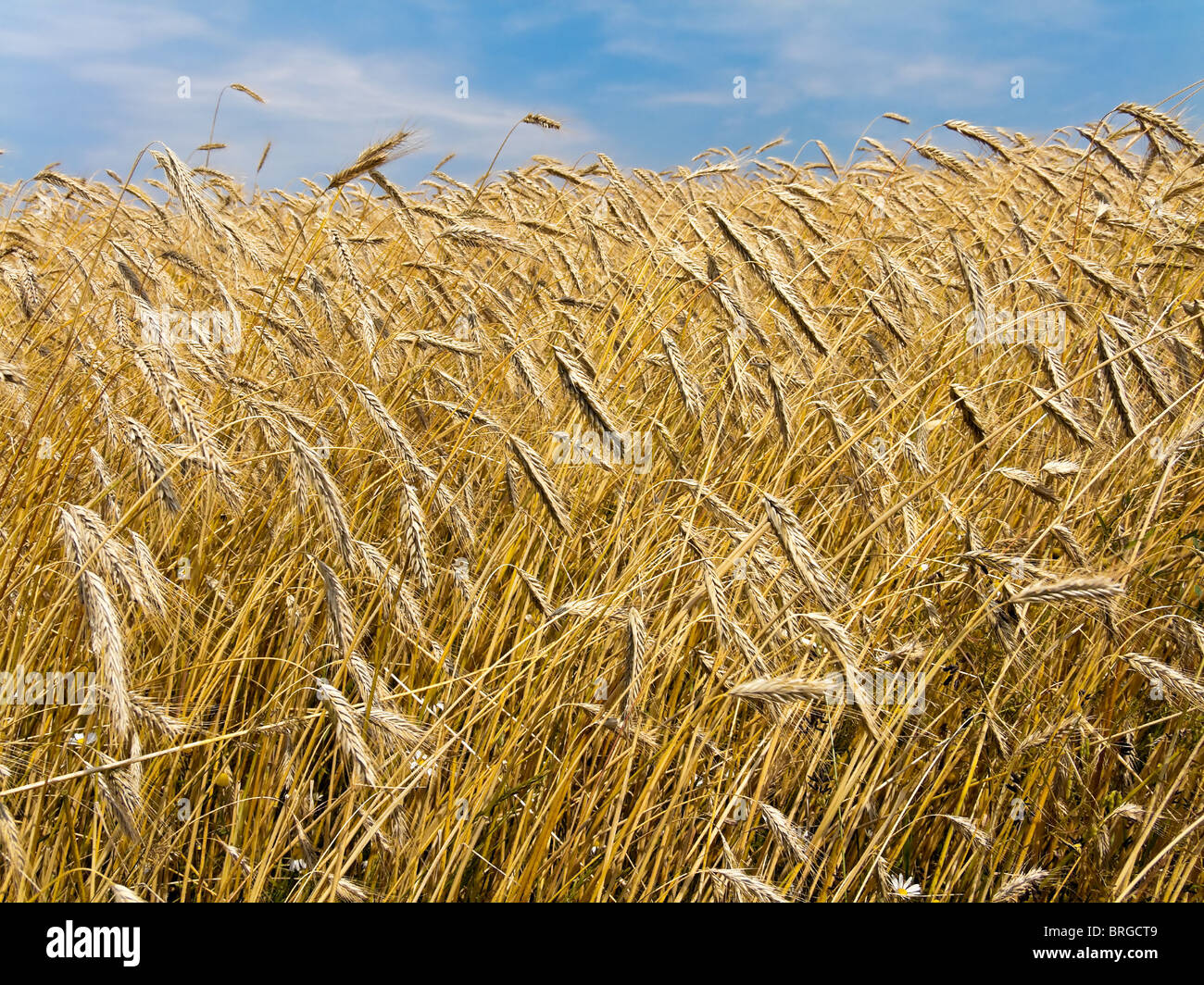 A ripe barley field in summer Stock Photo - Alamy