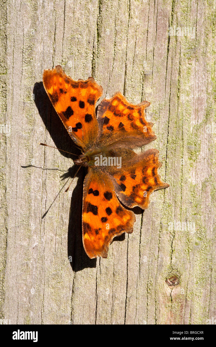 Comma butterfly uk hi-res stock photography and images - Alamy