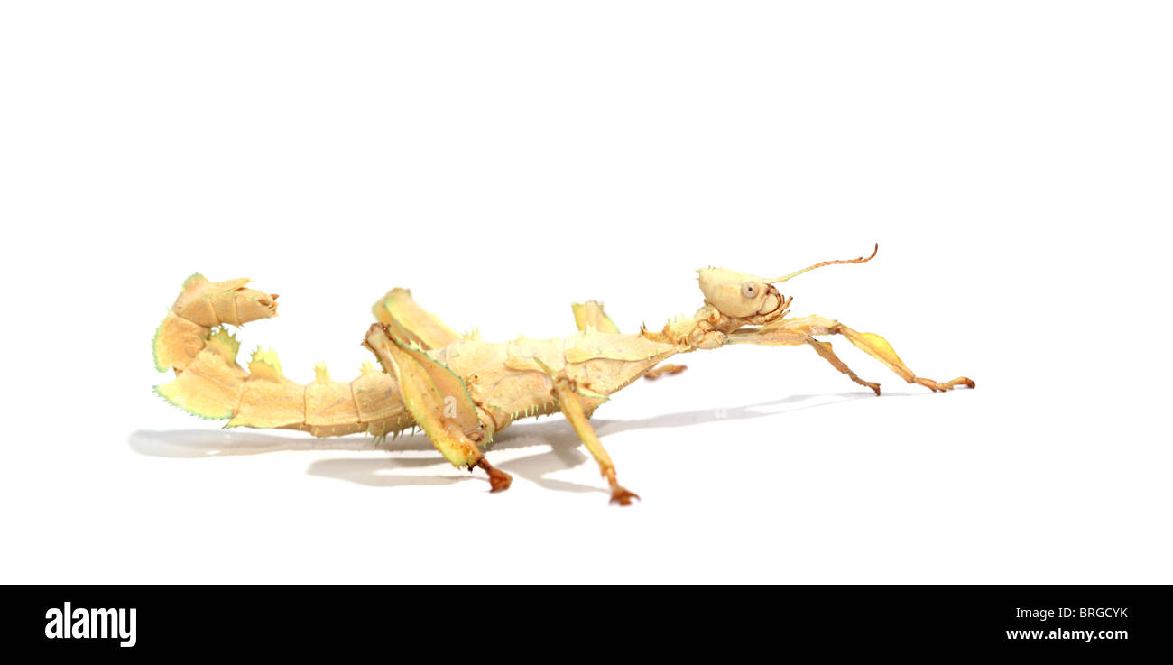 Spiny leaf insect hi-res stock photography and images - Alamy