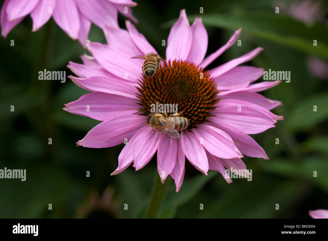 Bee feeding on nectar Stock Photo - Alamy