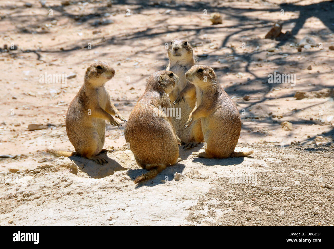 Prairie dog town hi-res stock photography and images - Alamy