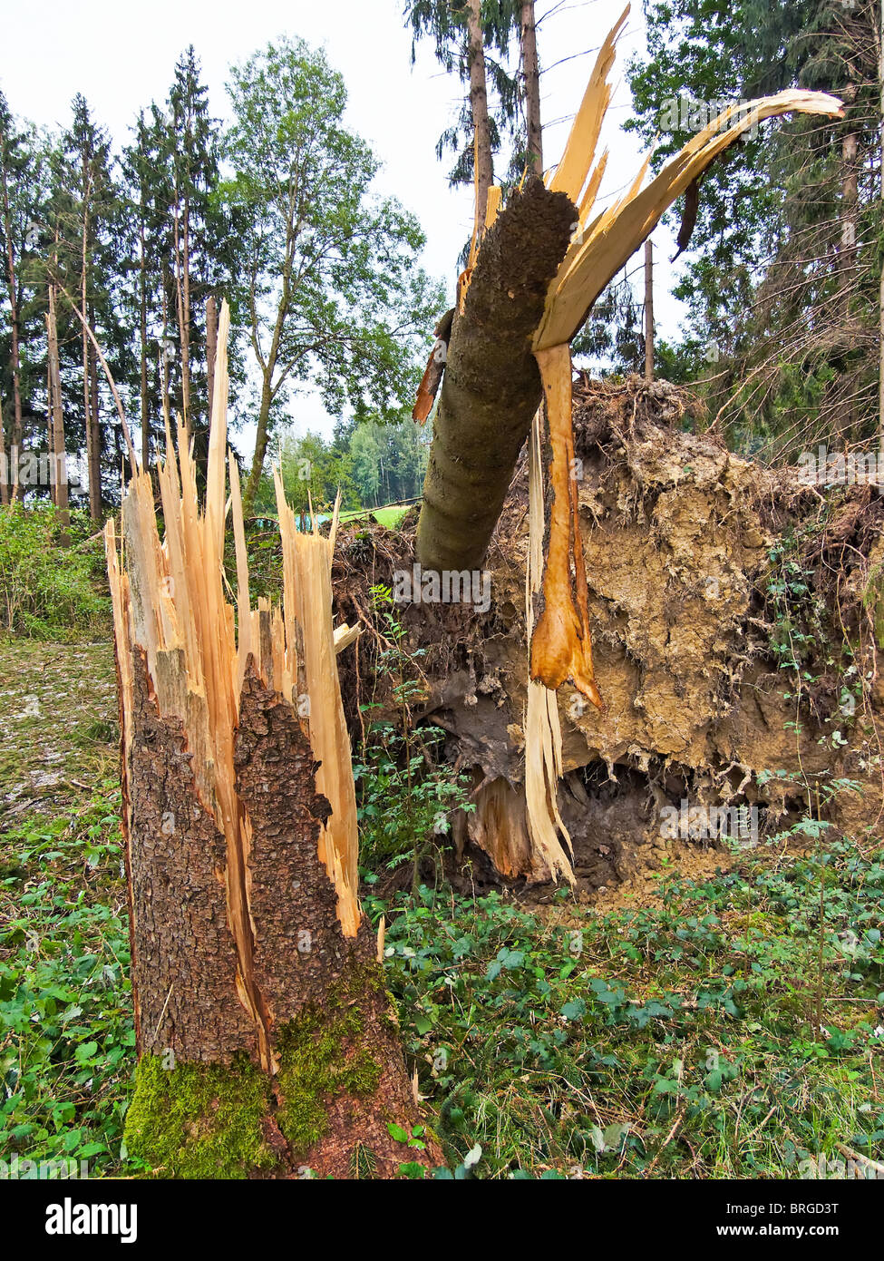 Storm damage. Fallen trees in the forest after a storm Stock Photo - Alamy