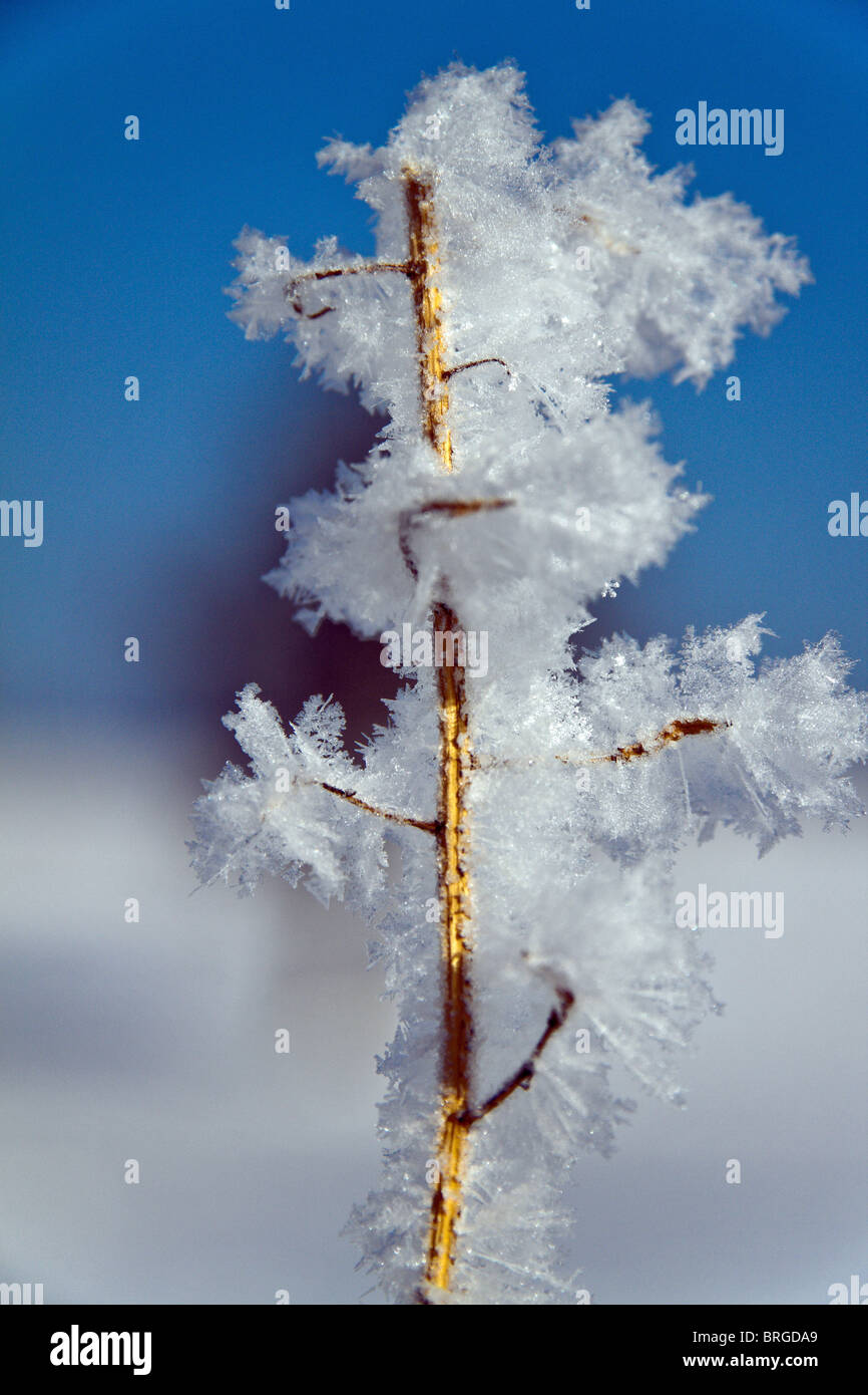 A landscape with rime, frost and snow on tree in winter Stock Photo - Alamy
