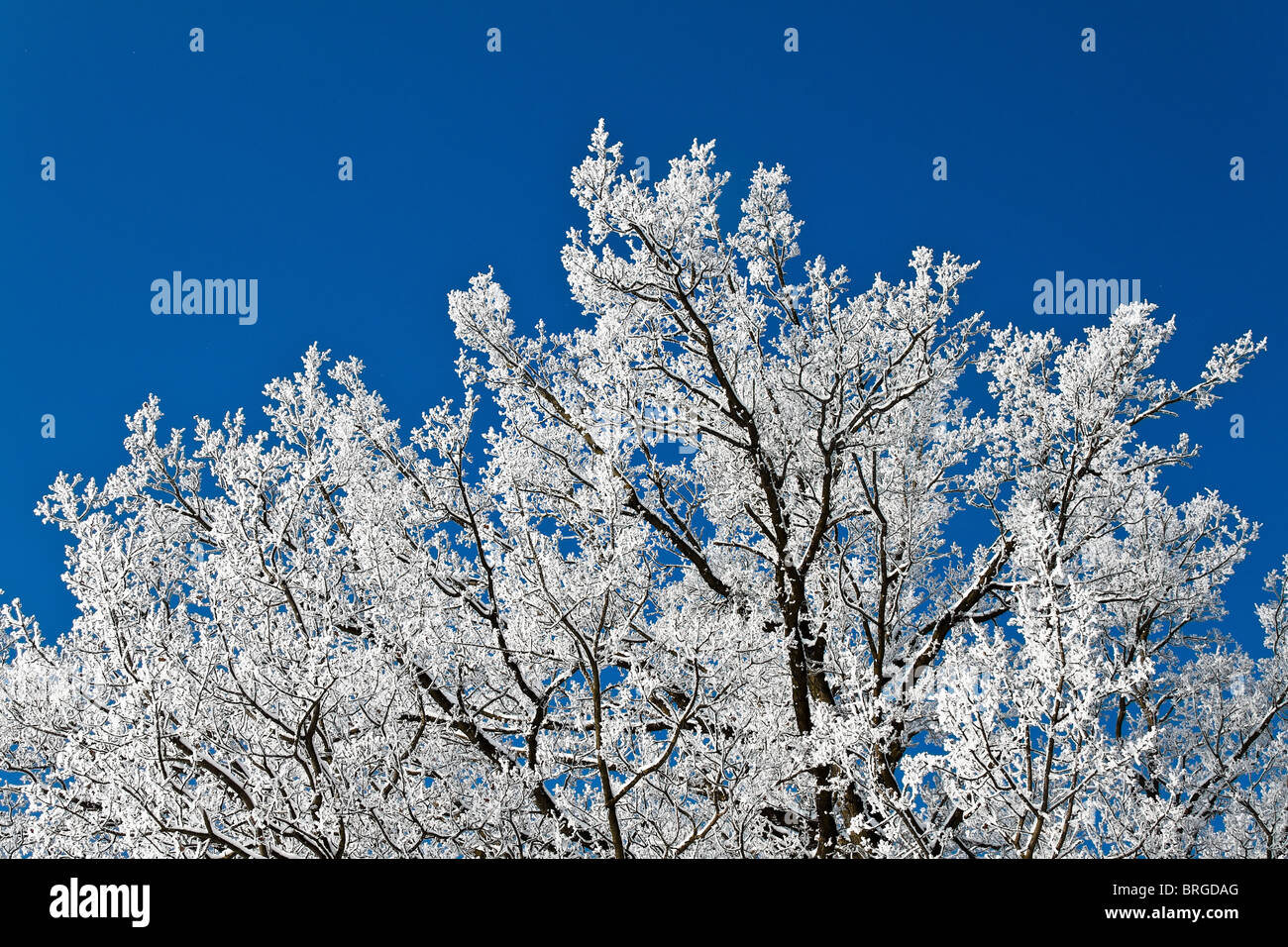 Rime snow trunk weather winter countryside a rime hi-res stock ...