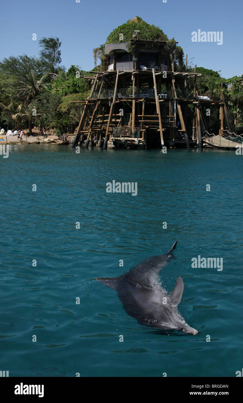 A dolphin at the Dolphin Reef a horseshoe-shaped sea-pen holding ...