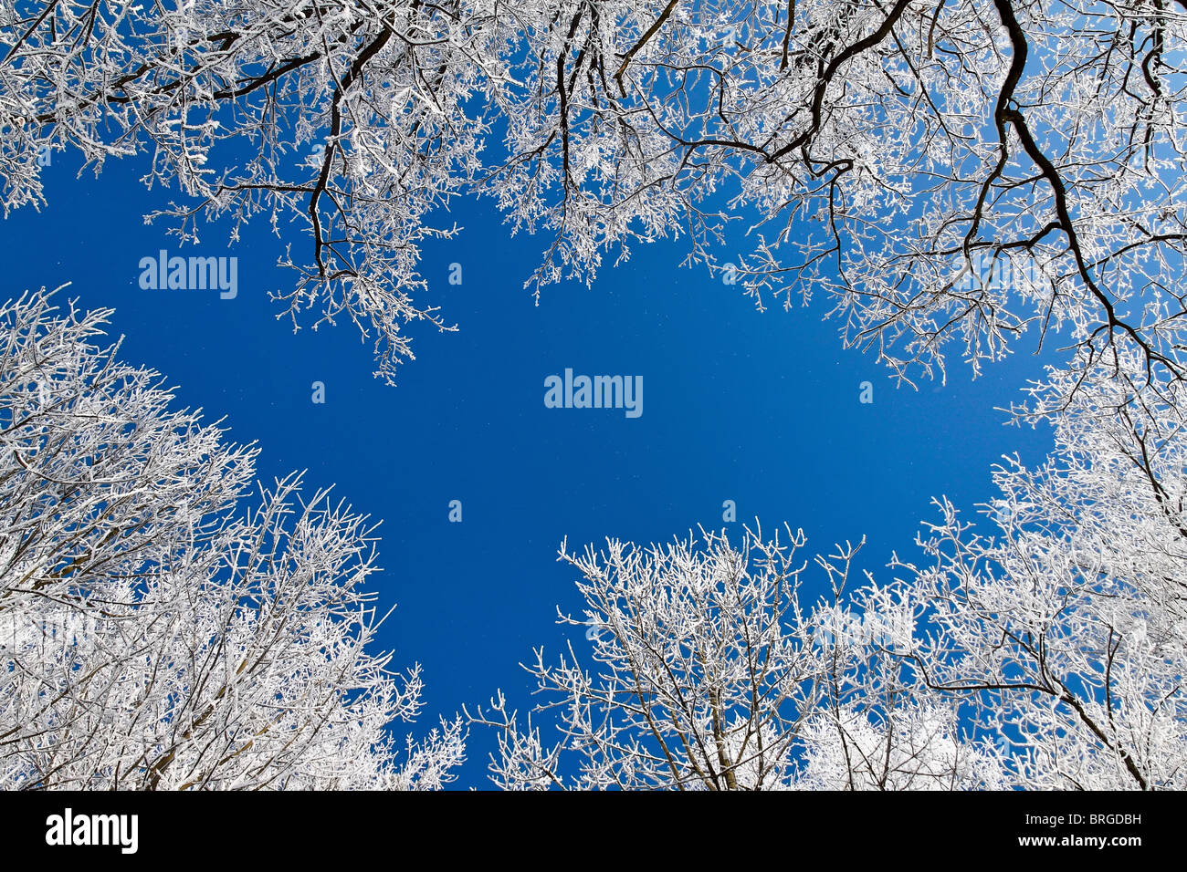 A landscape with rime, frost and snow on tree in winter Stock Photo - Alamy