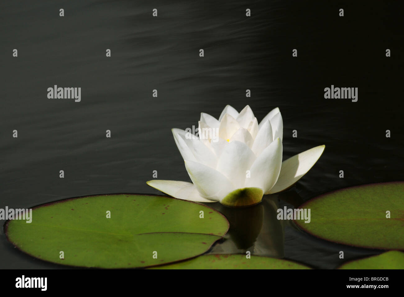 Water lily Nymphaea close up Stock Photo - Alamy