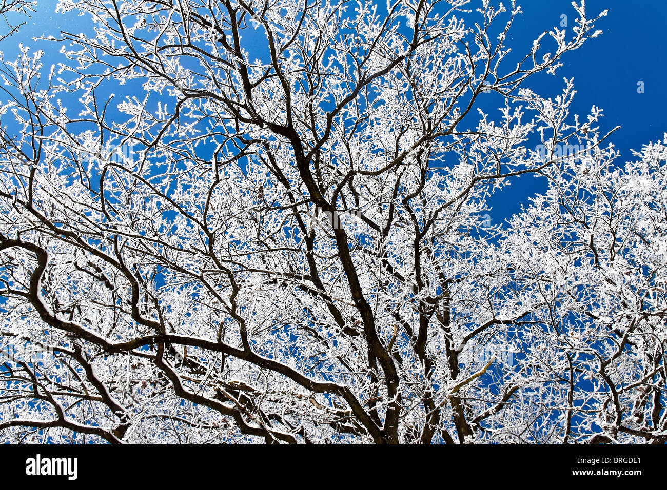 A landscape with rime, frost and snow on tree in winter Stock Photo - Alamy
