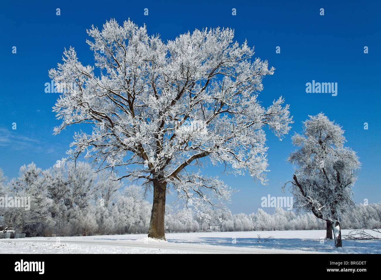 A landscape with rime, frost and snow on tree in winter Stock Photo - Alamy