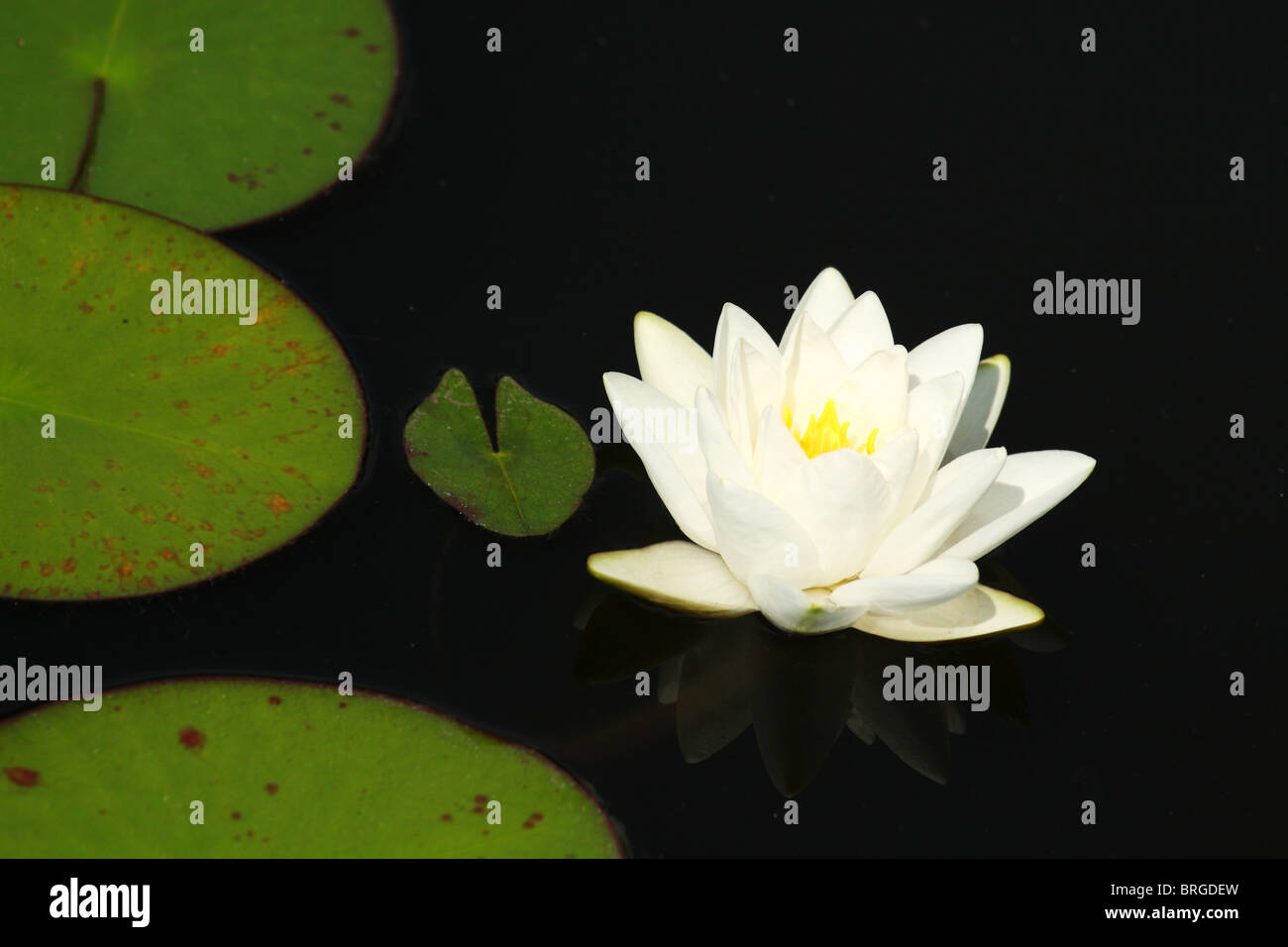 Water lily nymphaea tropical botanical hi-res stock photography and ...