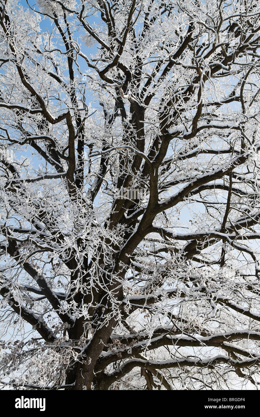 A landscape with rime, frost and snow on tree in winter Stock Photo - Alamy