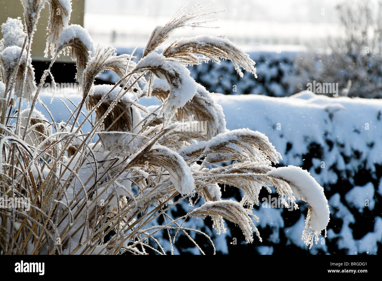 A landscape with rime, frost and snow on tree in winter Stock Photo - Alamy