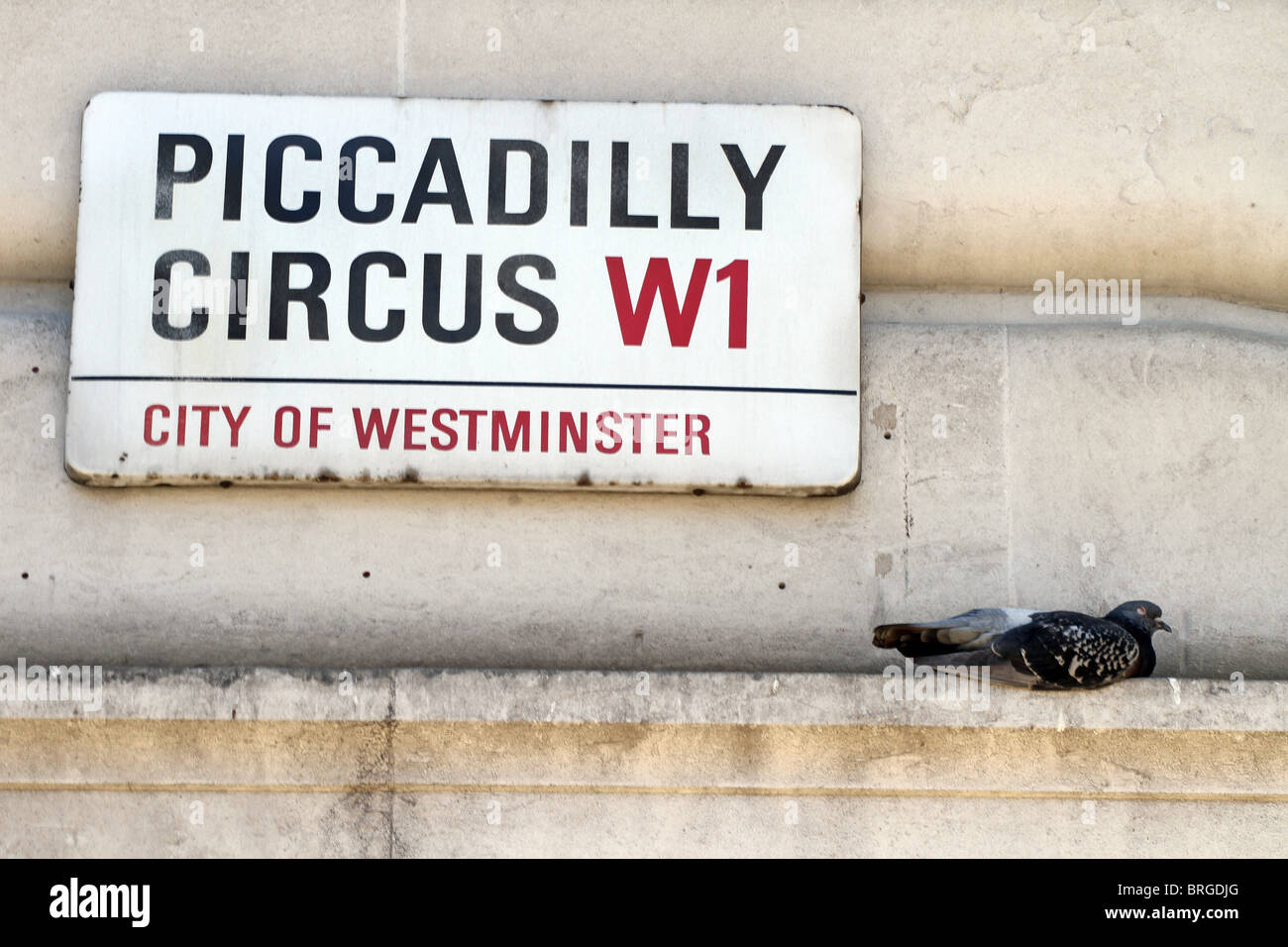 Piccadilly Circus street sign and pigeon, London, England Stock Photo ...