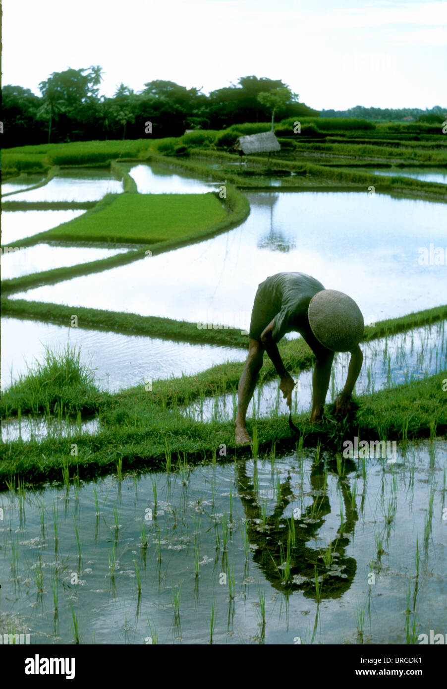 Rice paddy farmer in Bali, 1969 Stock Photo - Alamy