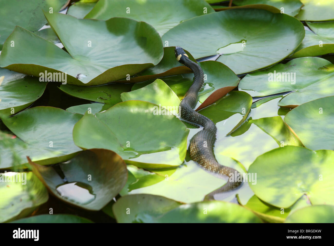 Nymphaea leaves hi-res stock photography and images - Alamy