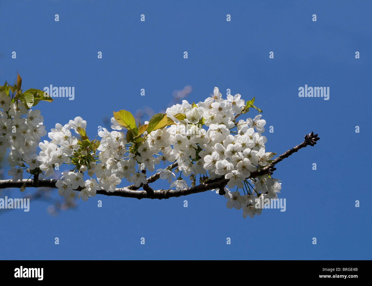 Ornamental cherry blossom (Prunus) growing on one of the many cherry ...
