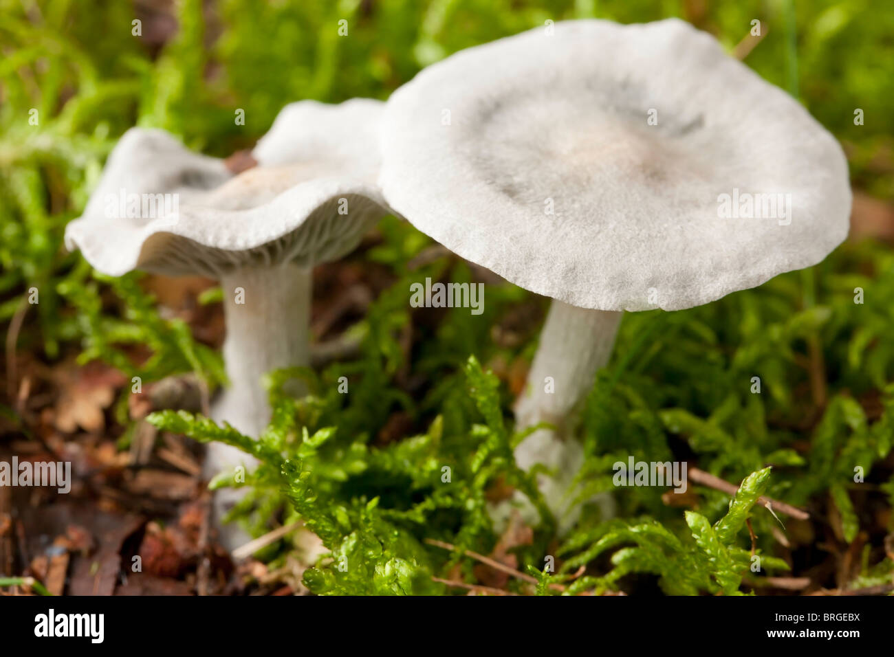 Aniseed toadstool (Cutocybe odora Stock Photo - Alamy