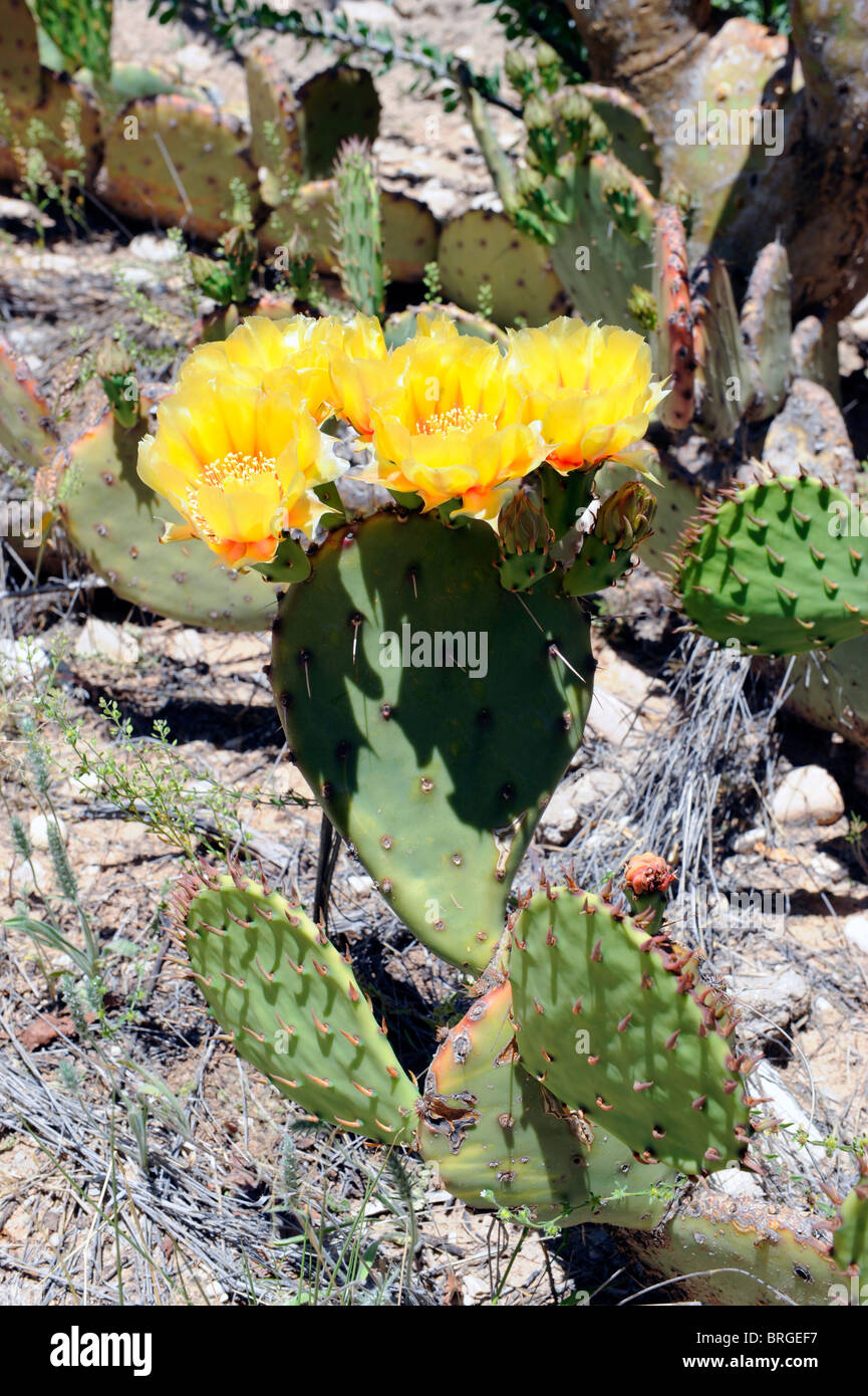Yellow Flowering Cactus at Living Desert Zoo and Gardens Carlsbad New ...
