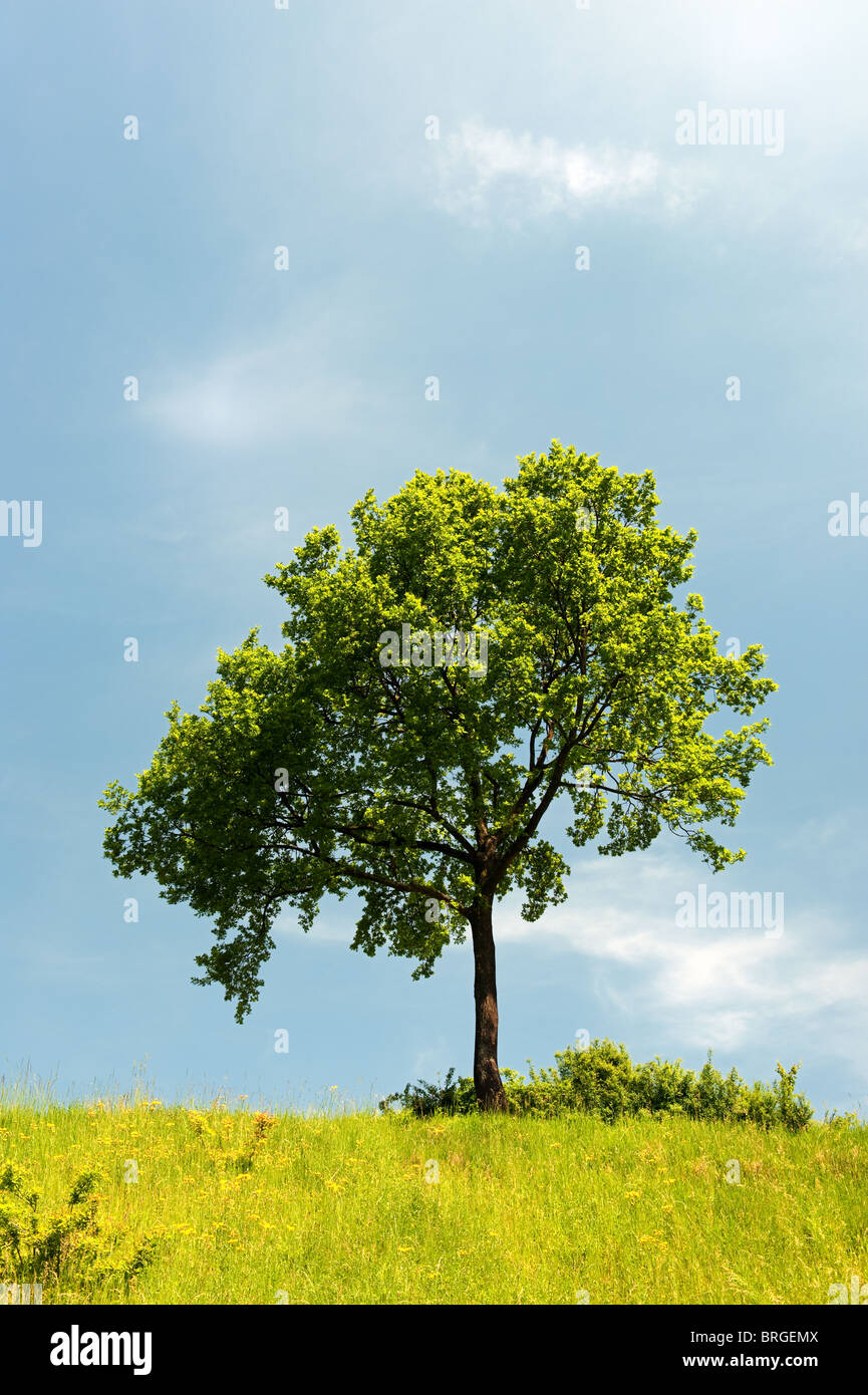 Single tree in nature landscape Stock Photo - Alamy
