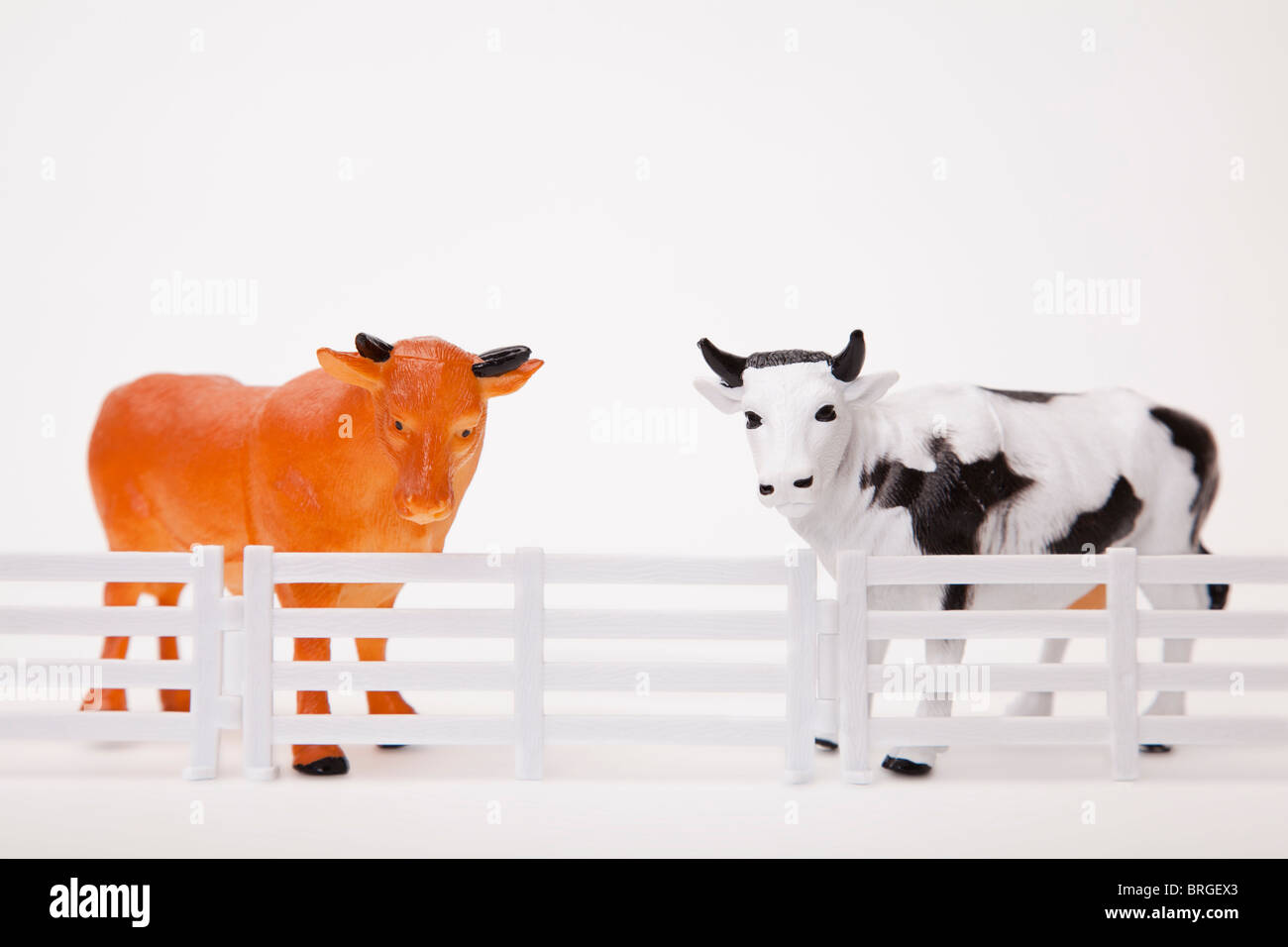 Cow and bull farm animals hi-res stock photography and images - Alamy