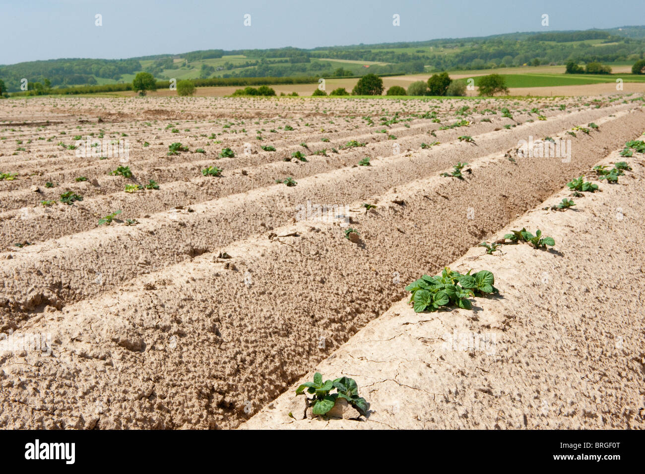 Asparagus growing in rows hi-res stock photography and images - Alamy