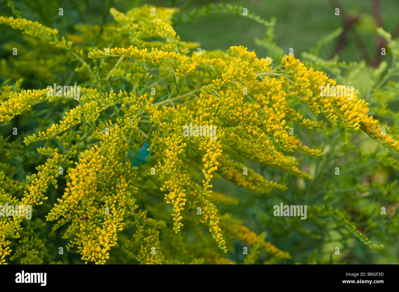 Solidago plant hi-res stock photography and images - Alamy