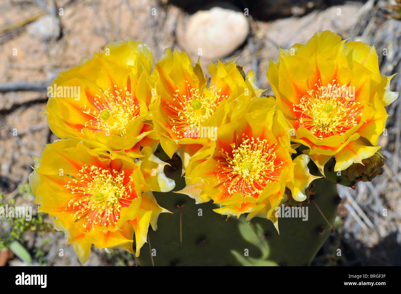 Yellow Flowering Cactus at Living Desert Zoo and Gardens Carlsbad New ...