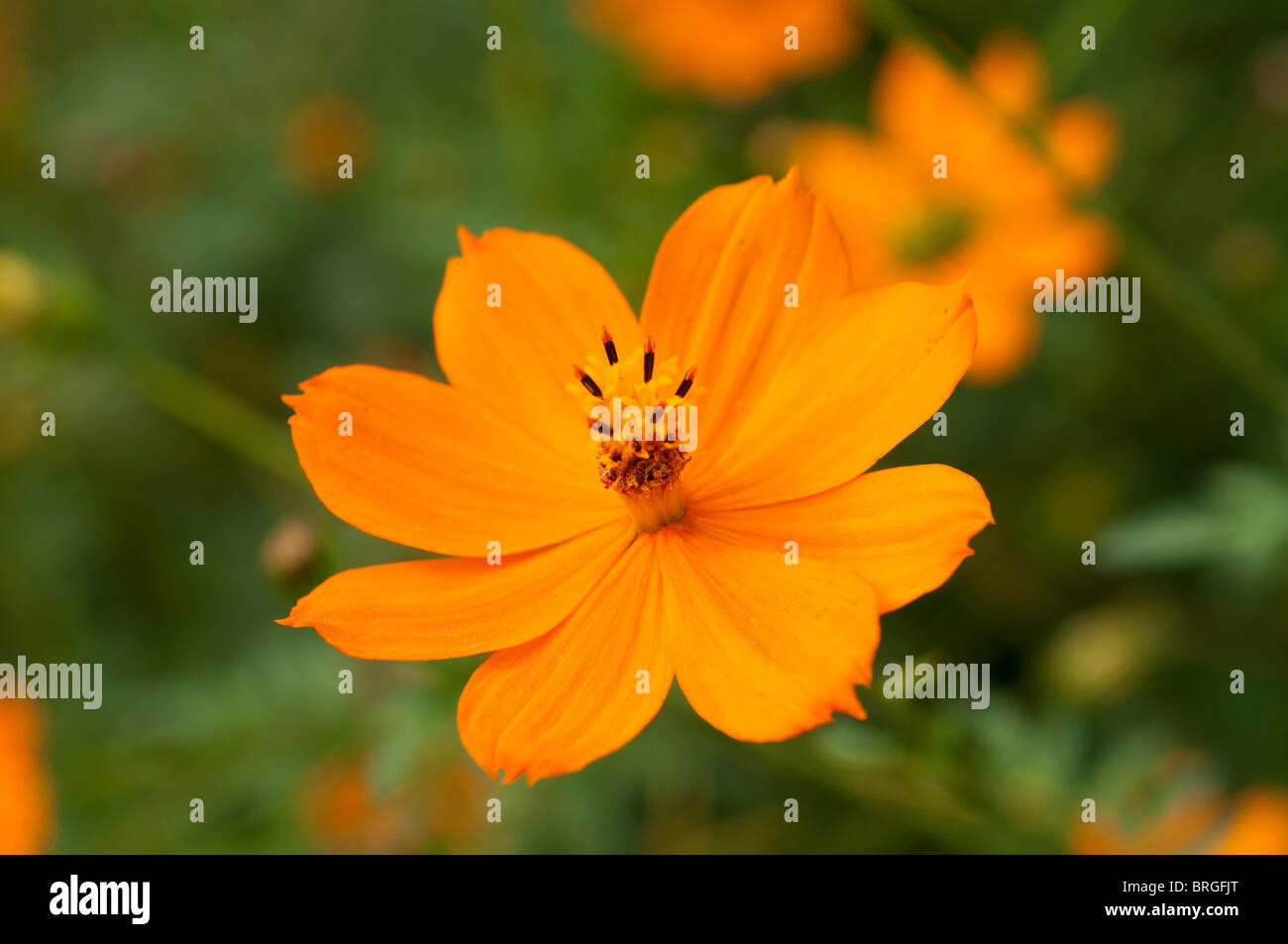 Closeup yellow cosmos sulphureus hi-res stock photography and images ...