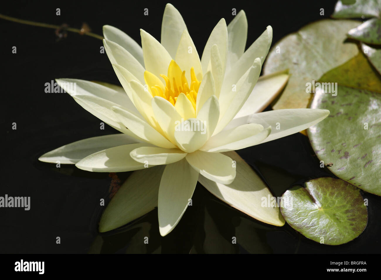 Water lily Nymphaea close up Stock Photo - Alamy