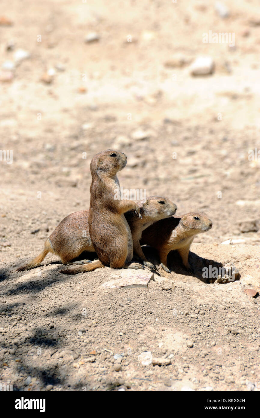 Three Prairie Dogs at Living Desert Zoo and Gardens Carlsbad New Mexico ...