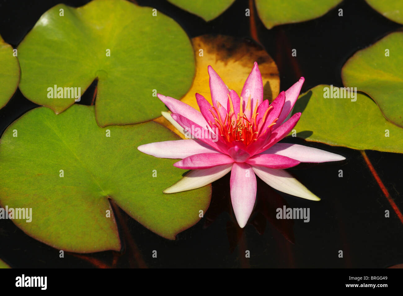 Water lily Nymphaea close up Stock Photo - Alamy