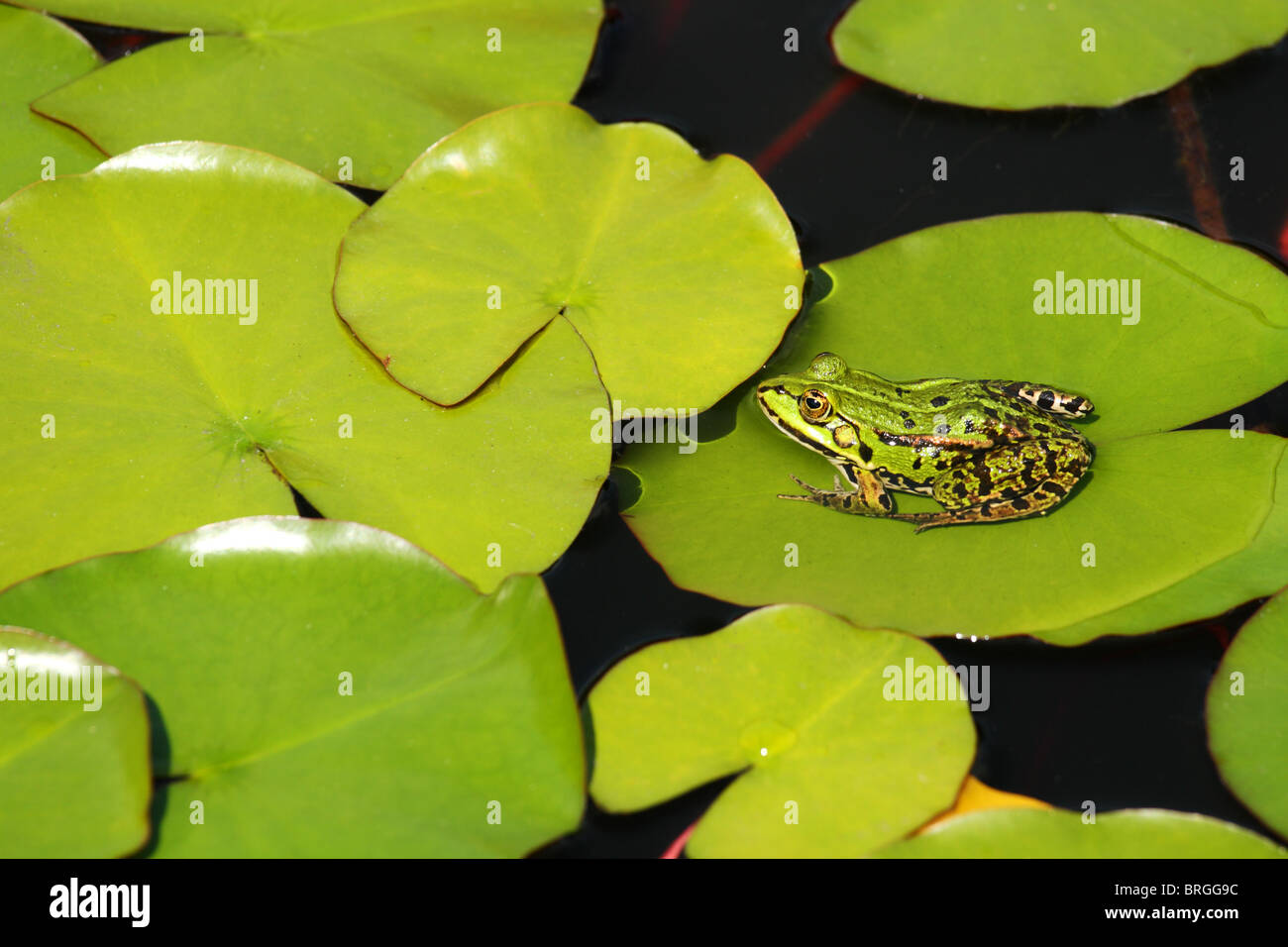 Little frog sitting on a floating nymphaea leaf Stock Photo - Alamy