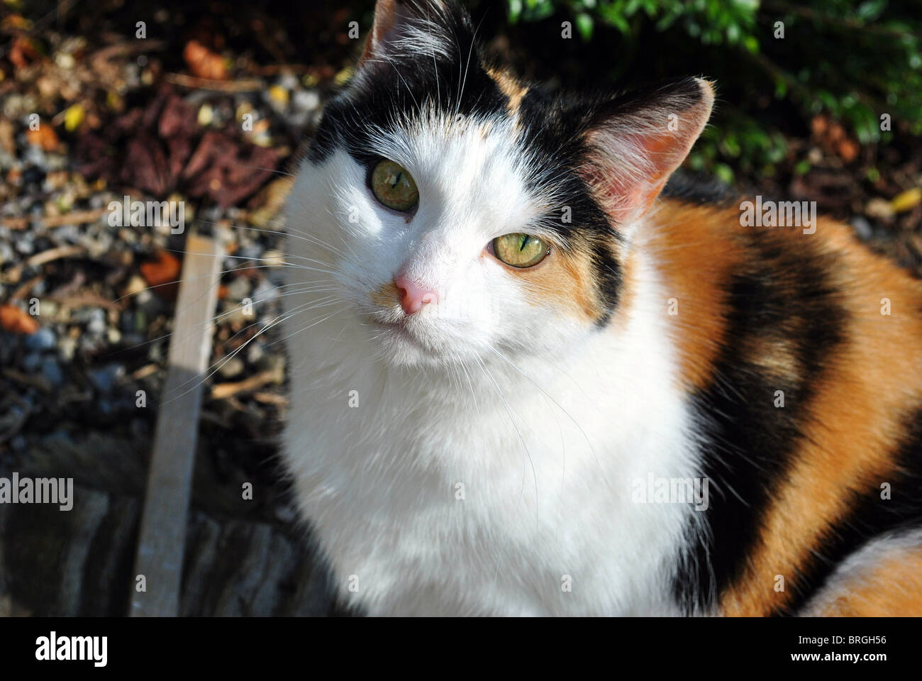 Calico colored hi-res stock photography and images - Alamy