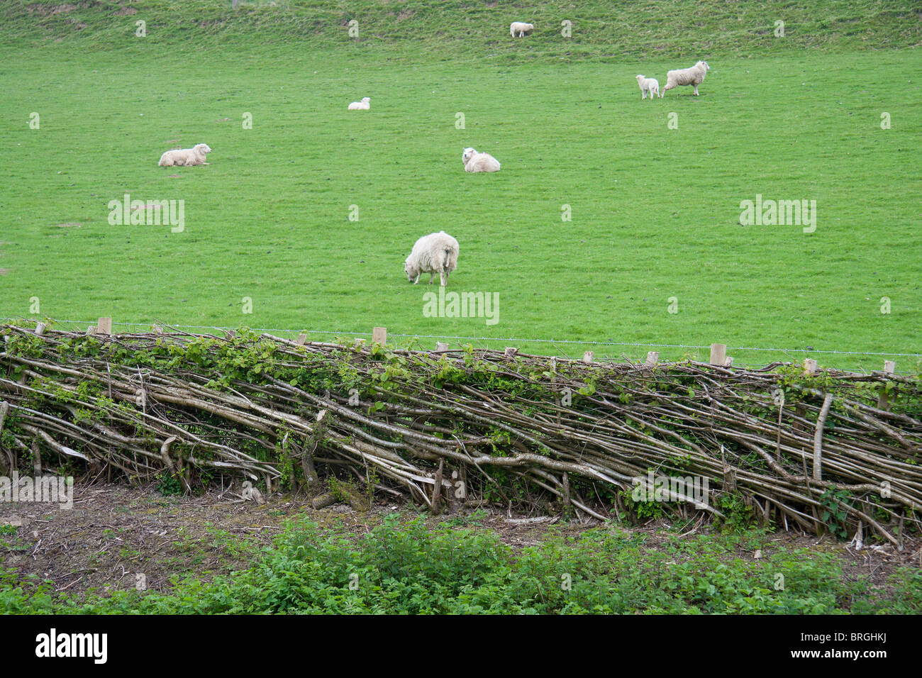 Hazel fence hi-res stock photography and images - Alamy