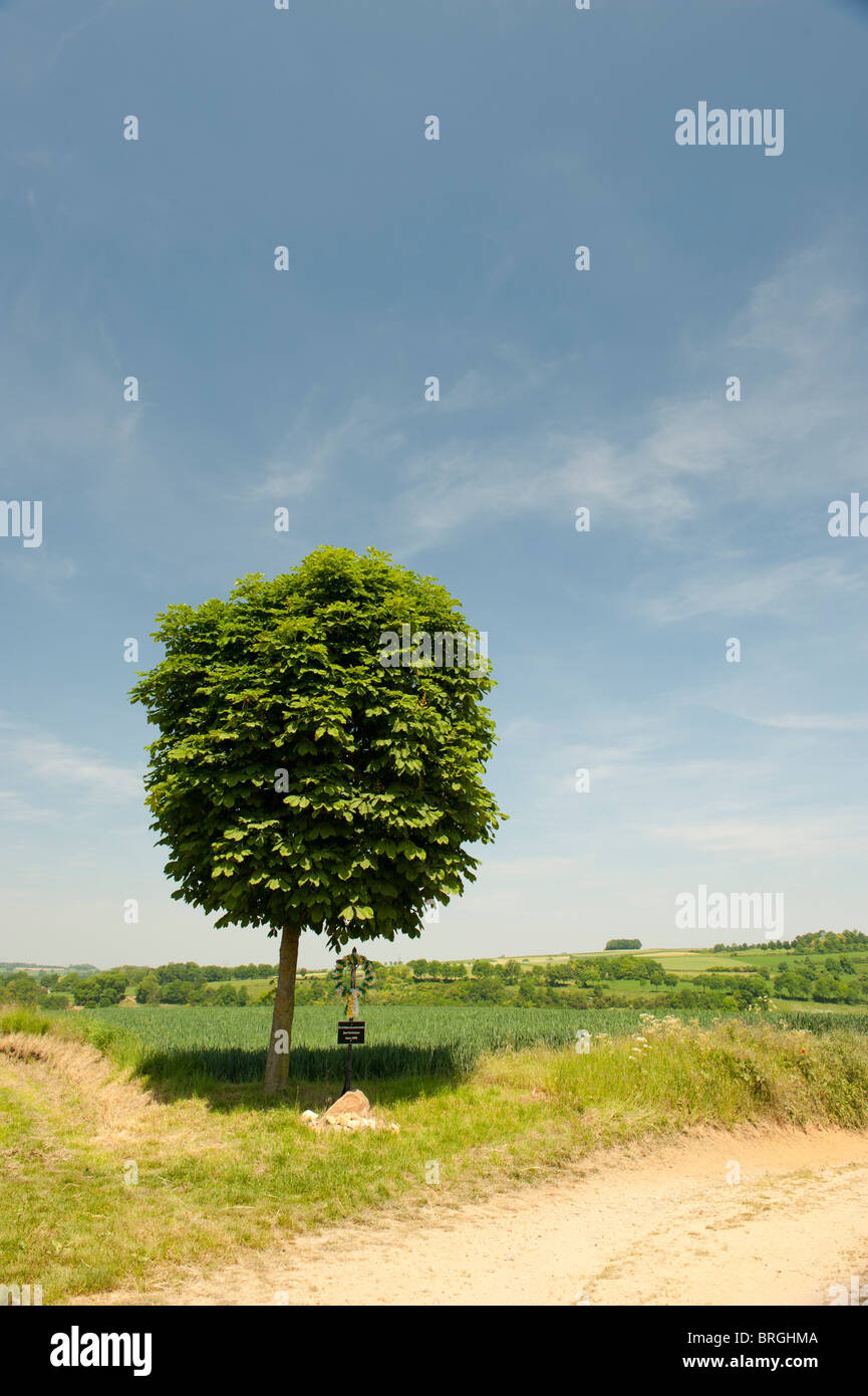 Single tree in nature landscape Stock Photo - Alamy