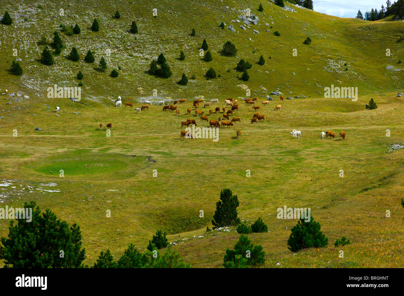 Hauts Plateaux High Resolution Stock Photography and Images - Alamy