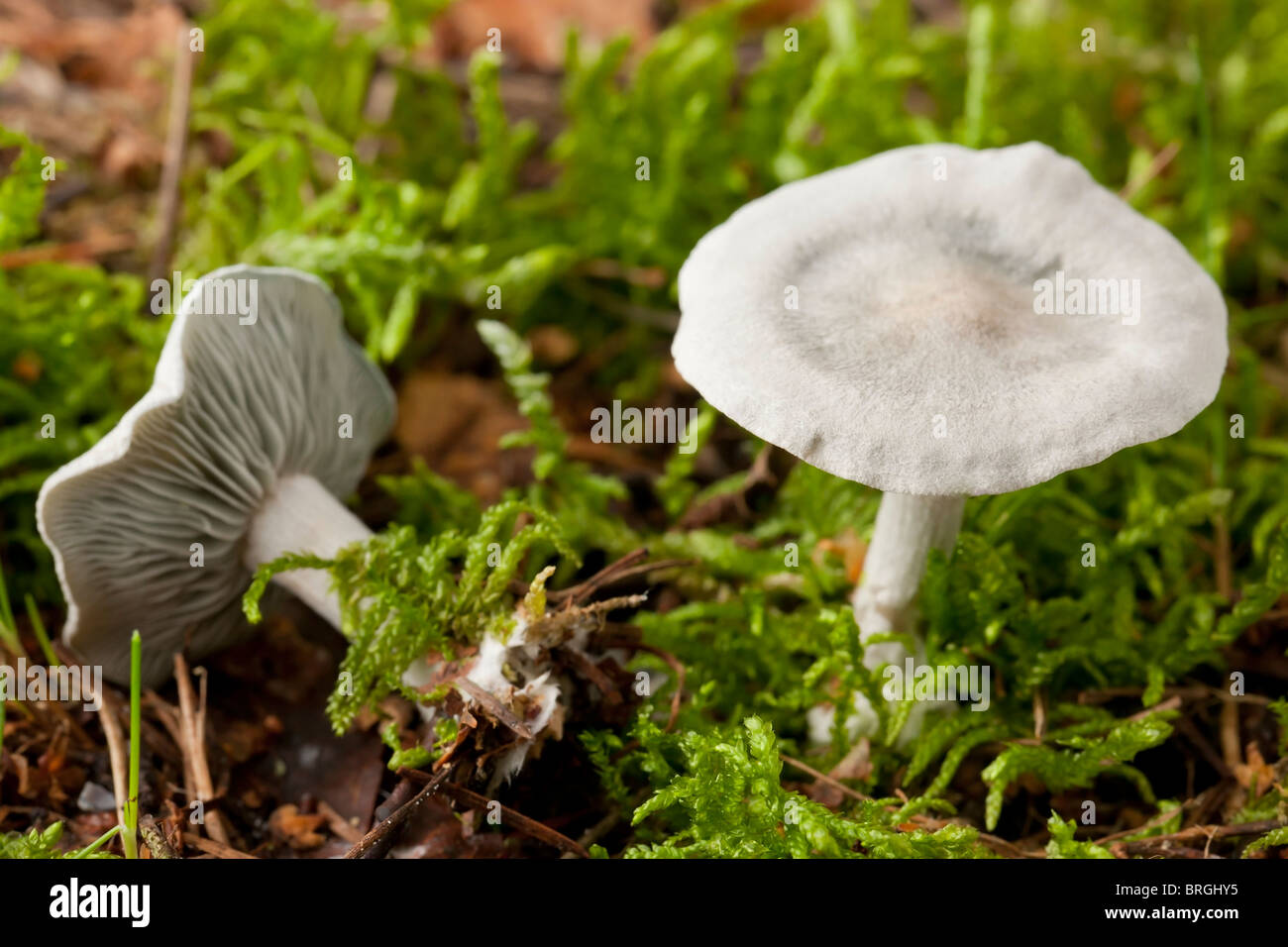 Aniseed toadstool hi-res stock photography and images - Alamy