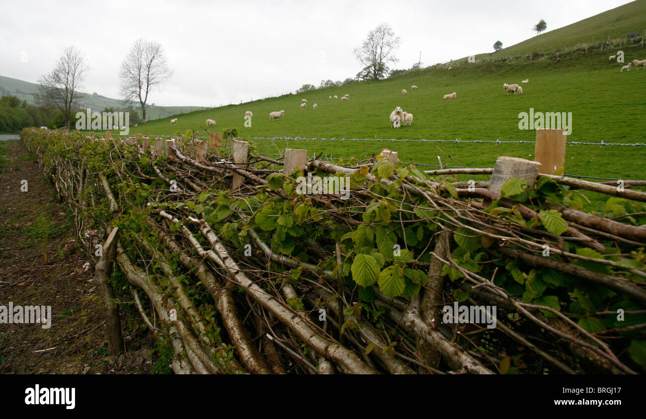 Newly layered hedge in Wales, just beginning to grow Stock Photo - Alamy