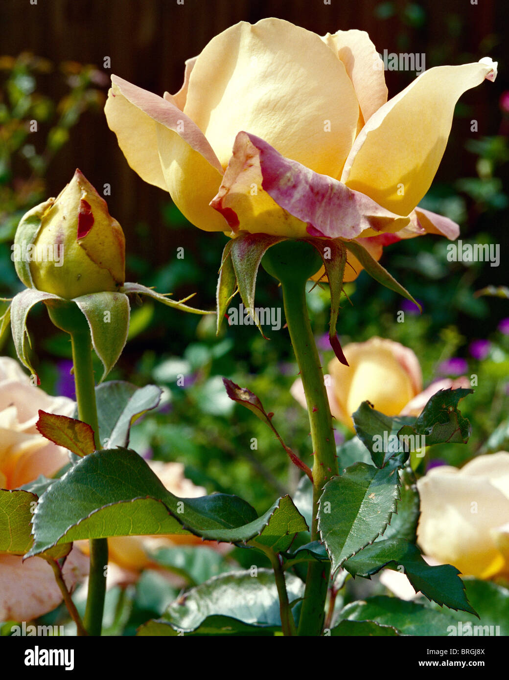 Hybrid tea rose variety Peace in profile Stock Photo - Alamy