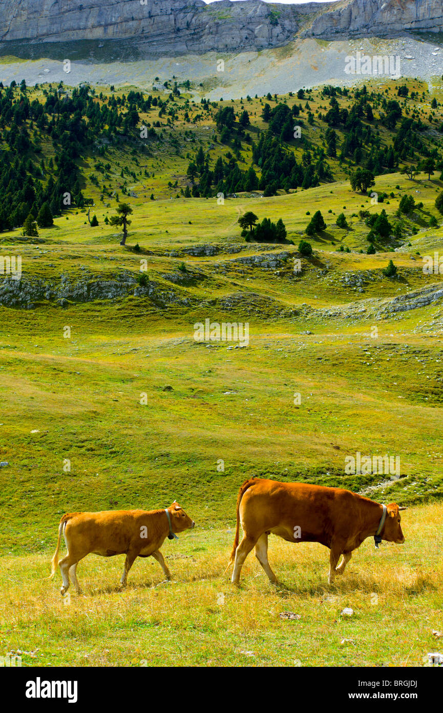 Grazing alpine cattle on the Hauts Plateaux Du Vercose Stock Photo - Alamy