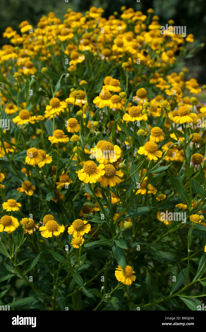 Helenium autumnale, Common sneezeweed Stock Photo - Alamy