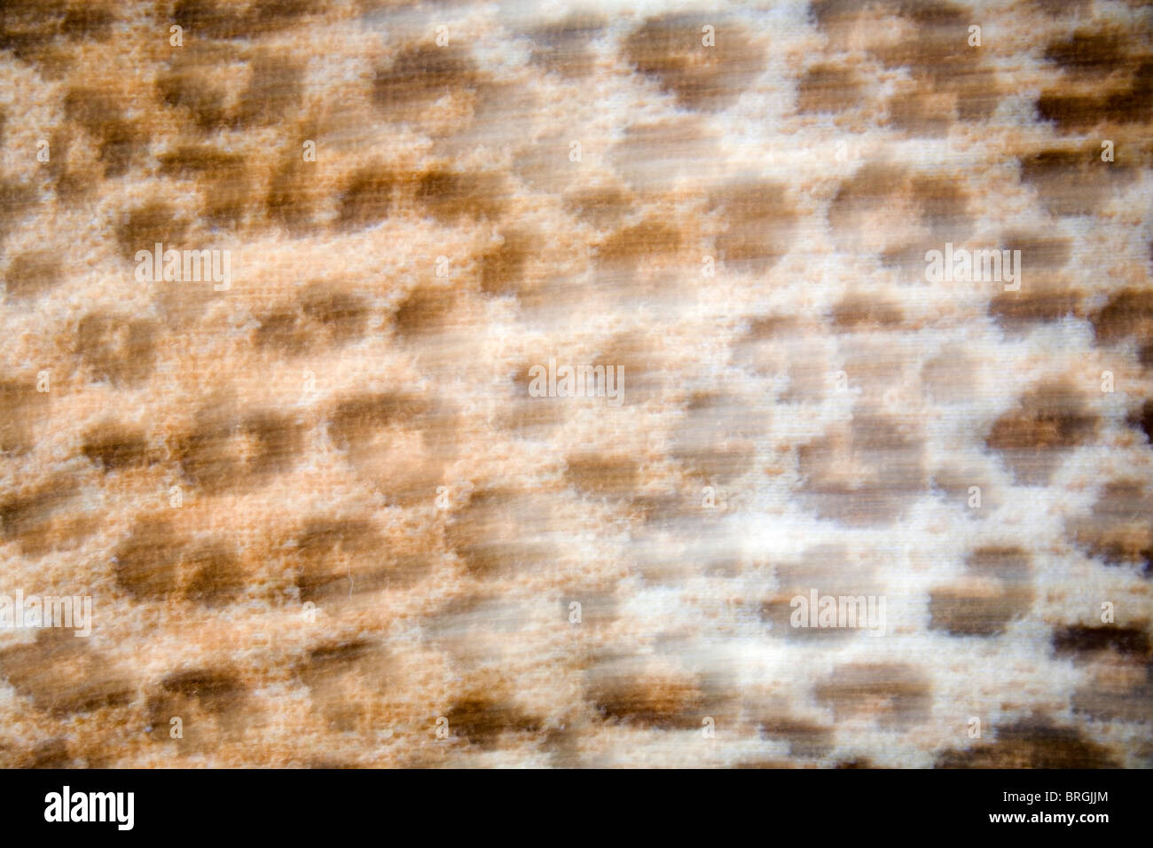 Animal skin hi-res stock photography and images - Alamy