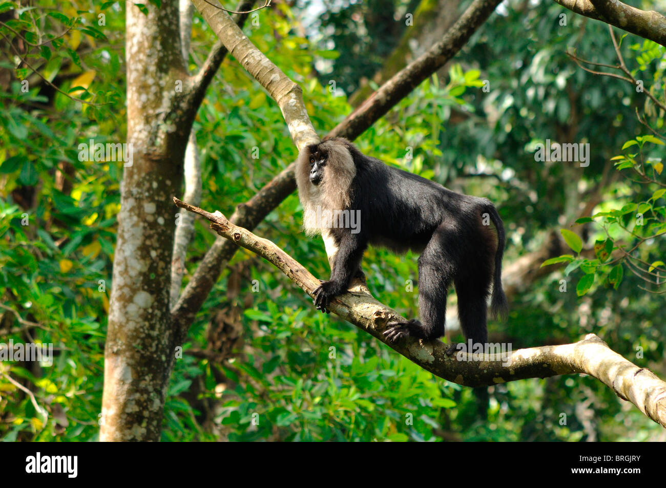 Periyar lion tailed macaque hi-res stock photography and images - Alamy