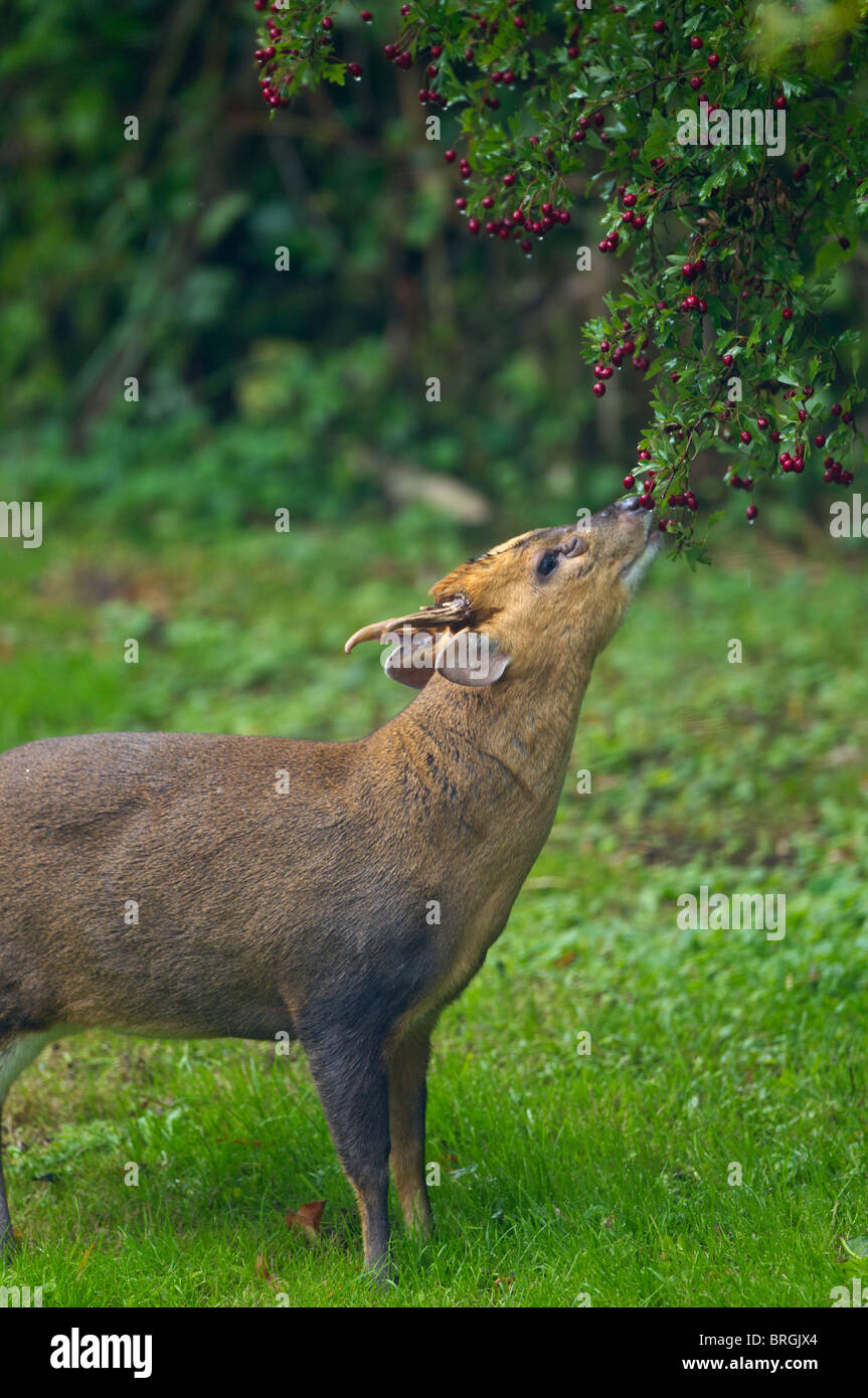 Male muntjac also called Barking deer Muntiacus reevesi eating hawthorn ...