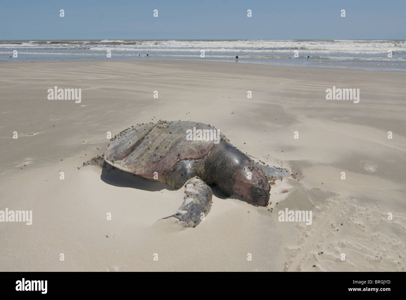 Dead loggerhead turtle, Caretta caretta, on beach at Surfside, Texas ...