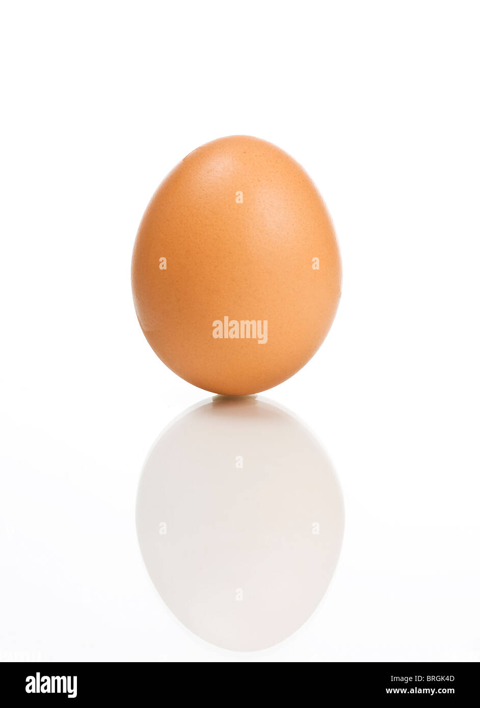 one Egg closeup portrait on white background Stock Photo - Alamy